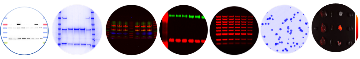 关于Tanon Chemi Dog Ultra全自动多功能成像系统样机向全校免费试用的通知